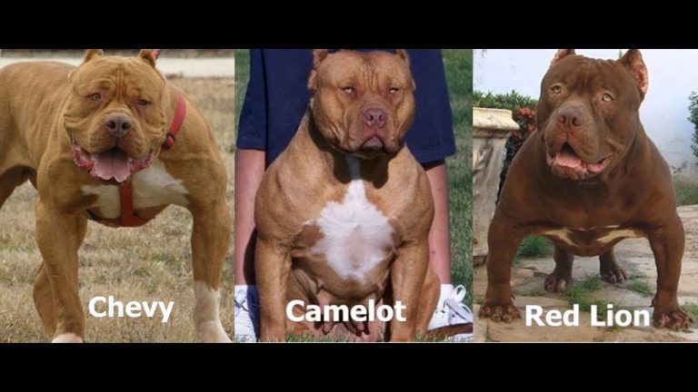 Pit Monster – Brazilian Pit Monster – Pitbull Extremado