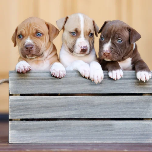 Tudo sobre o Pit Monster - O Pitbull extremado - Pit Monster ...