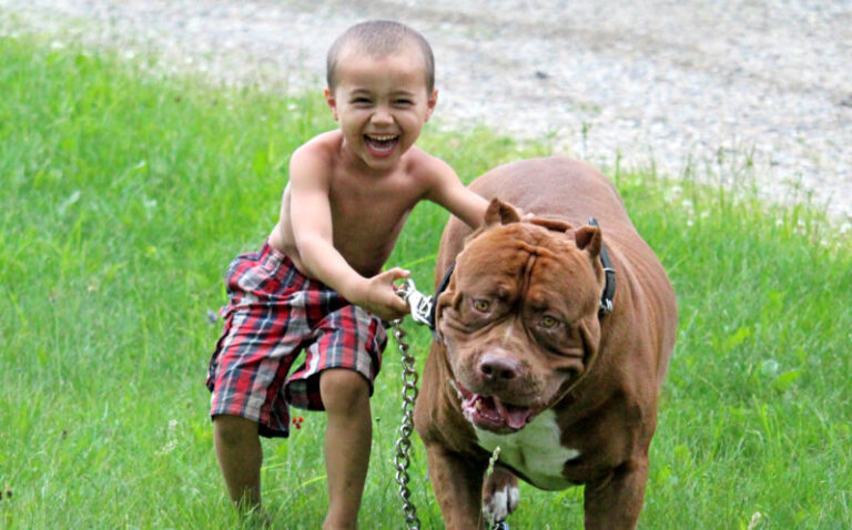 Pit Monster - Conheça a raça de cachorros Pit Bull Monster!