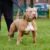 Pit Monster - Pitbull Extremado - Brazilian Monster